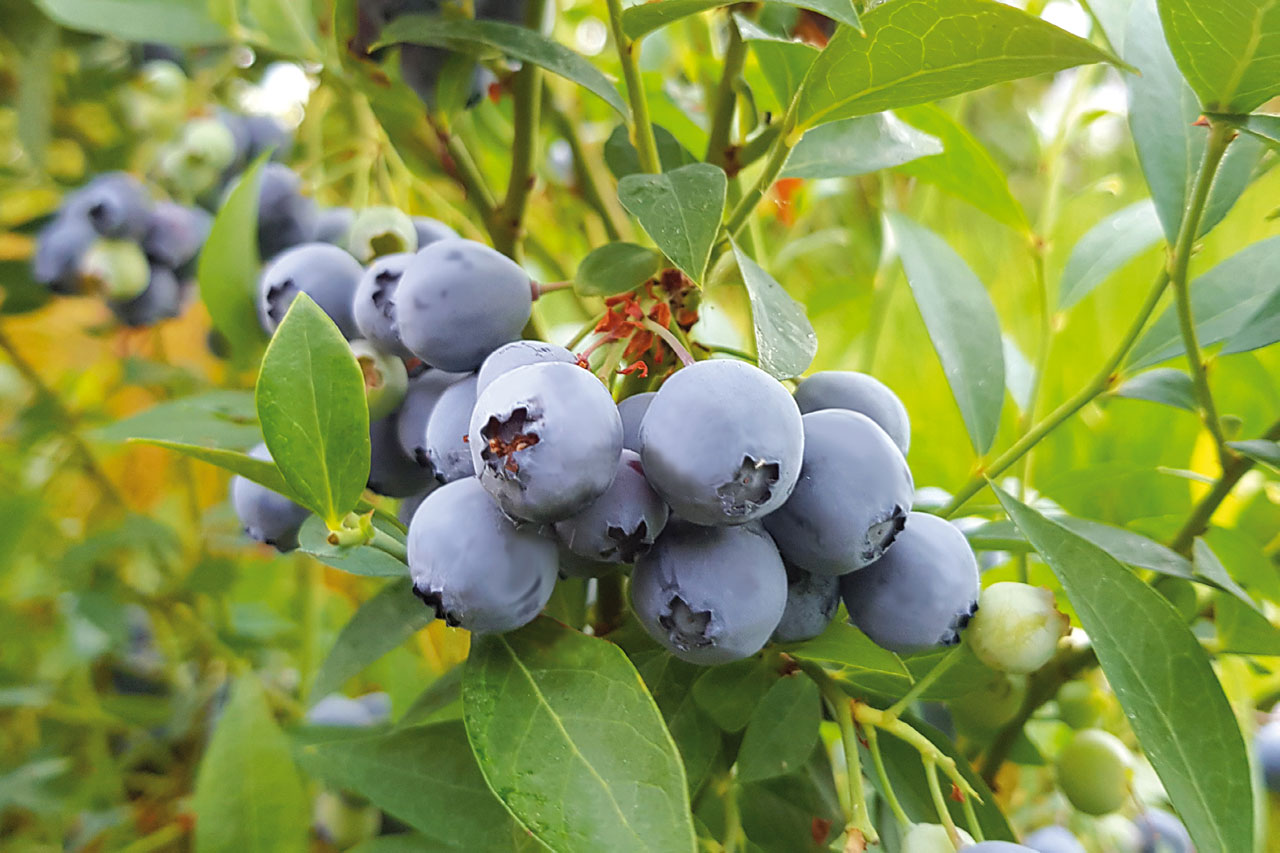 'Mini Blues' - new northern highbush variety - Multibaies